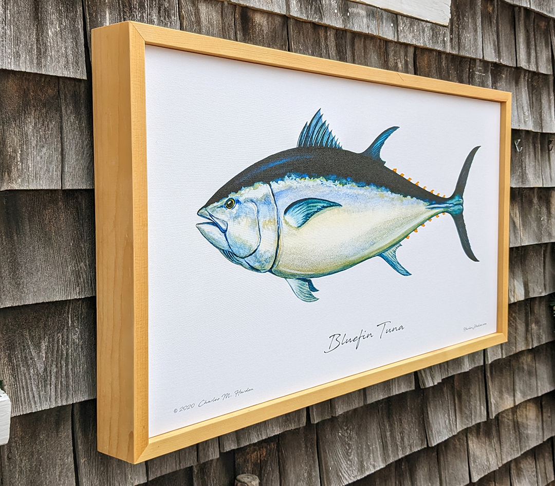 Bluefin Tuna Signed Fish Art Print – Harden Studios