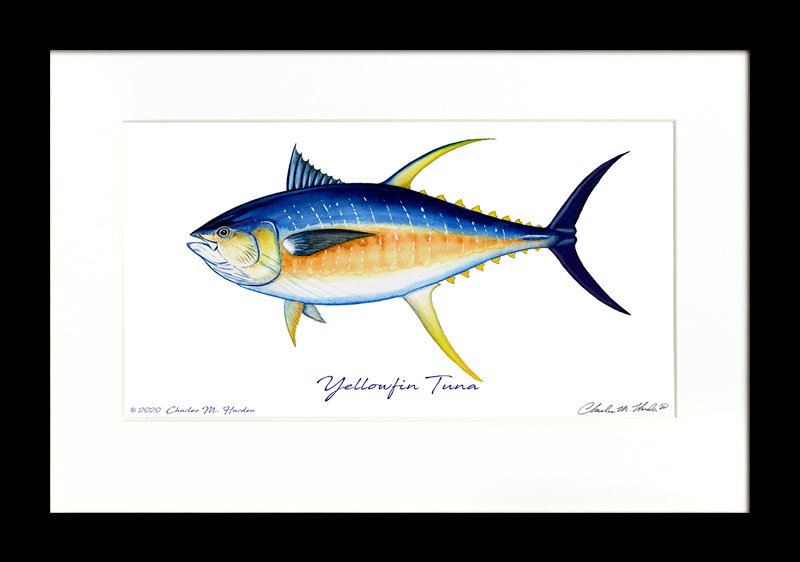 Yellowtail Tuna Drawing Yellowfin Tuna Watercolor Print, Fish Painting