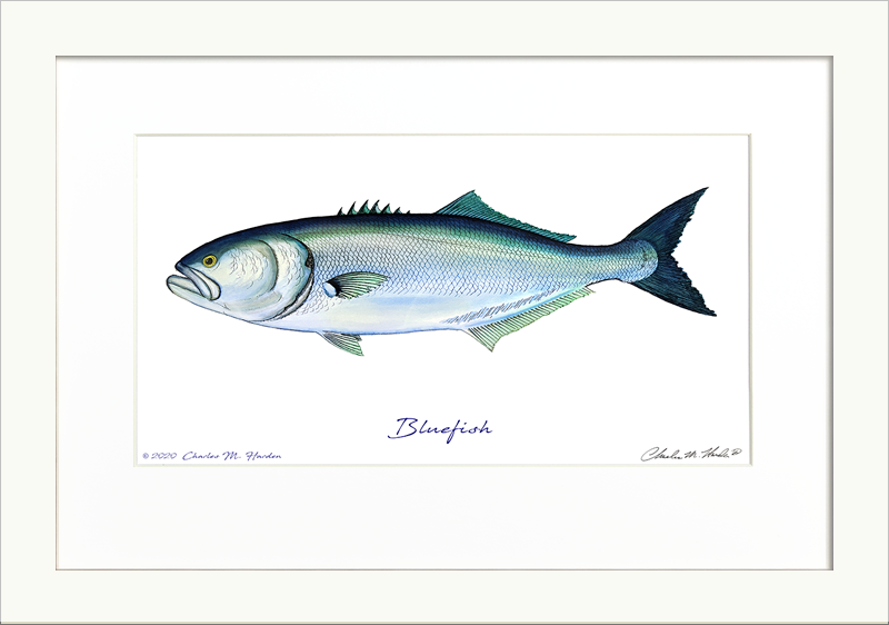 Bluefish Signed Fish Art Print – Harden Studios