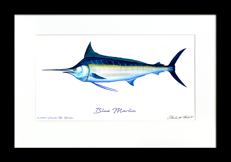Blue Marlin Fish Drawing Poissons De Marlin Bleu Stock Illustrations,