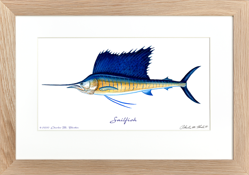 Sailfish Painting Sailfish Canvas Print / Canvas Art By John Rowe